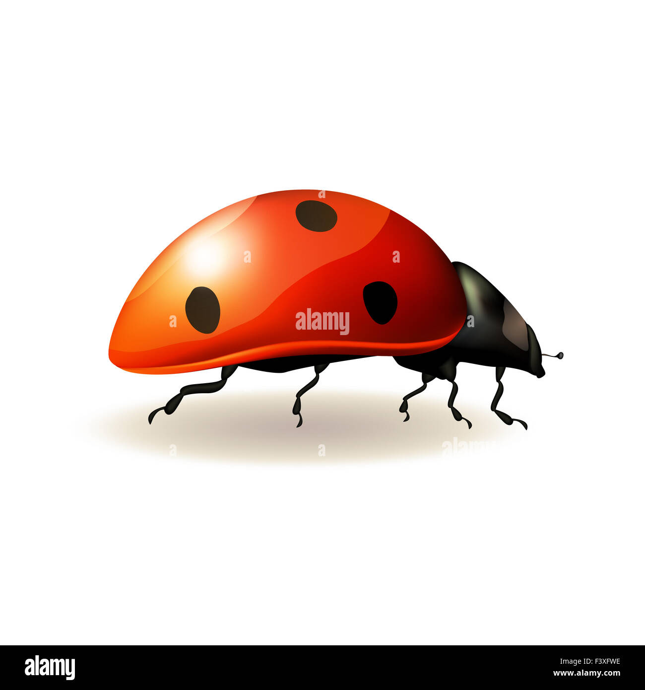 Ladybird. Vector illustration Stock Photo - Alamy