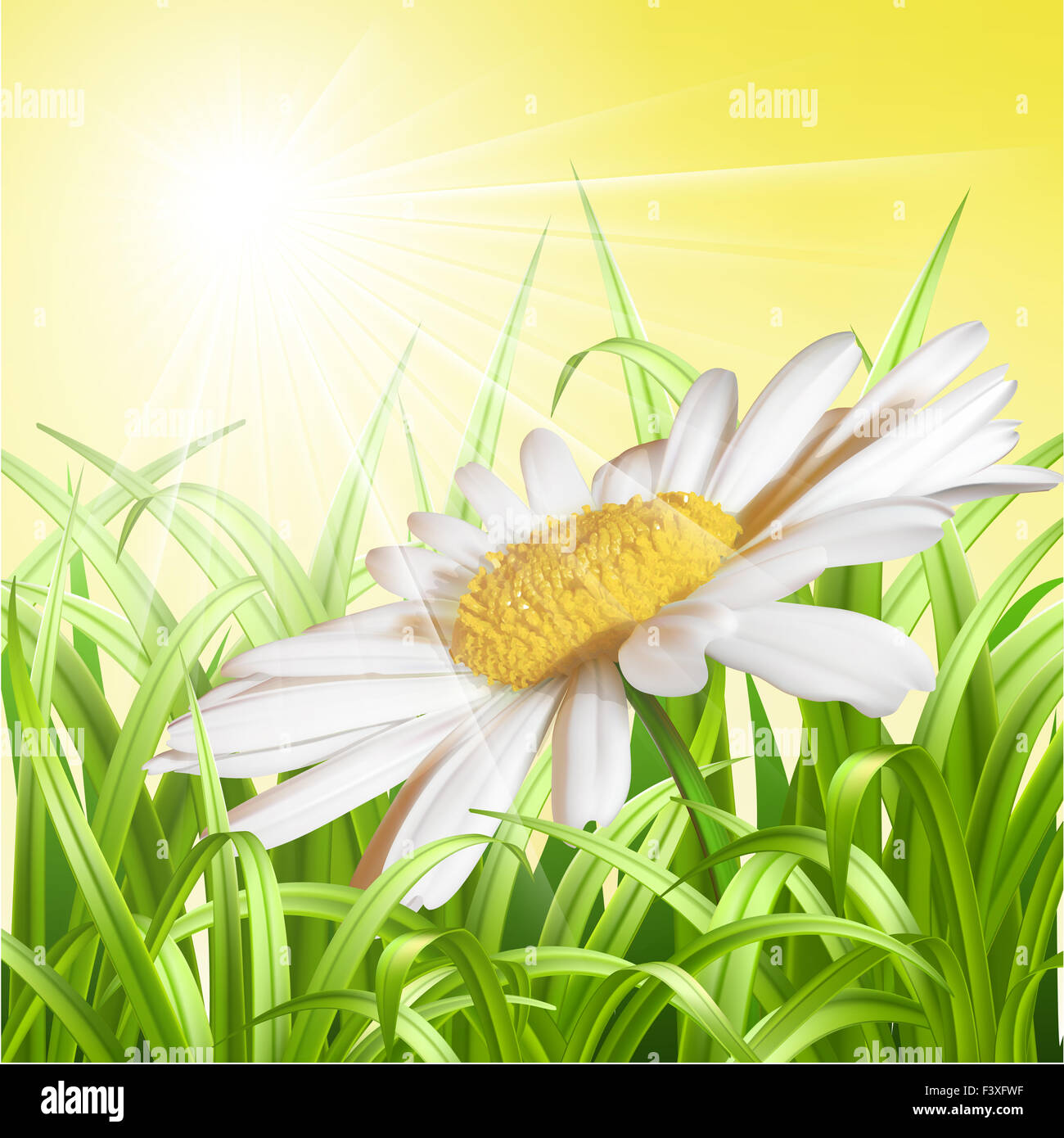 Green grass with daisy - summer background Stock Photo - Alamy