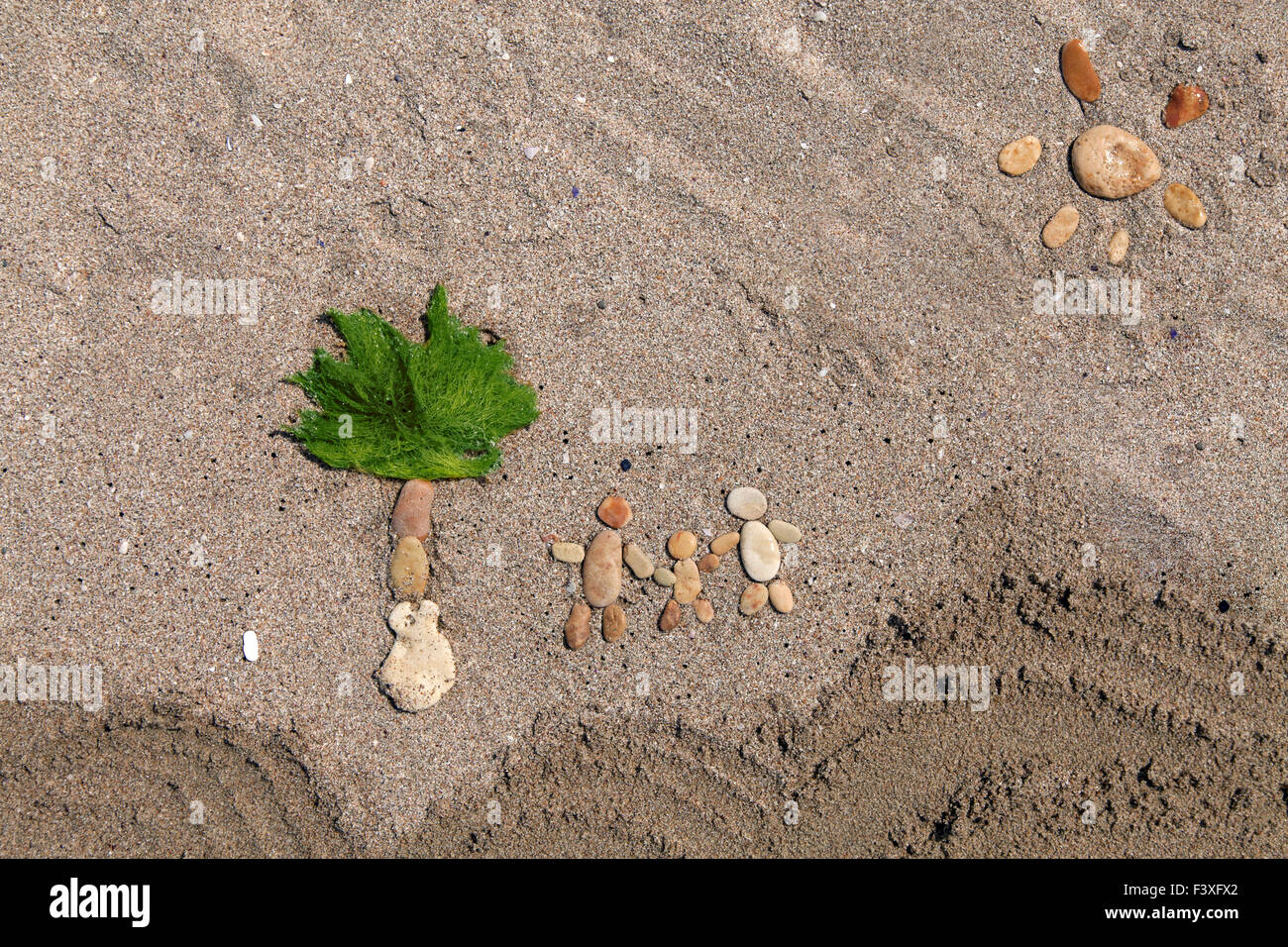 Palm family hi-res stock photography and images - Alamy