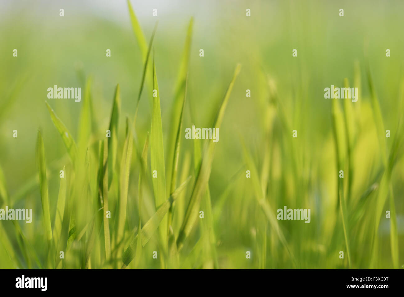 Grass with sunset hi-res stock photography and images - Alamy