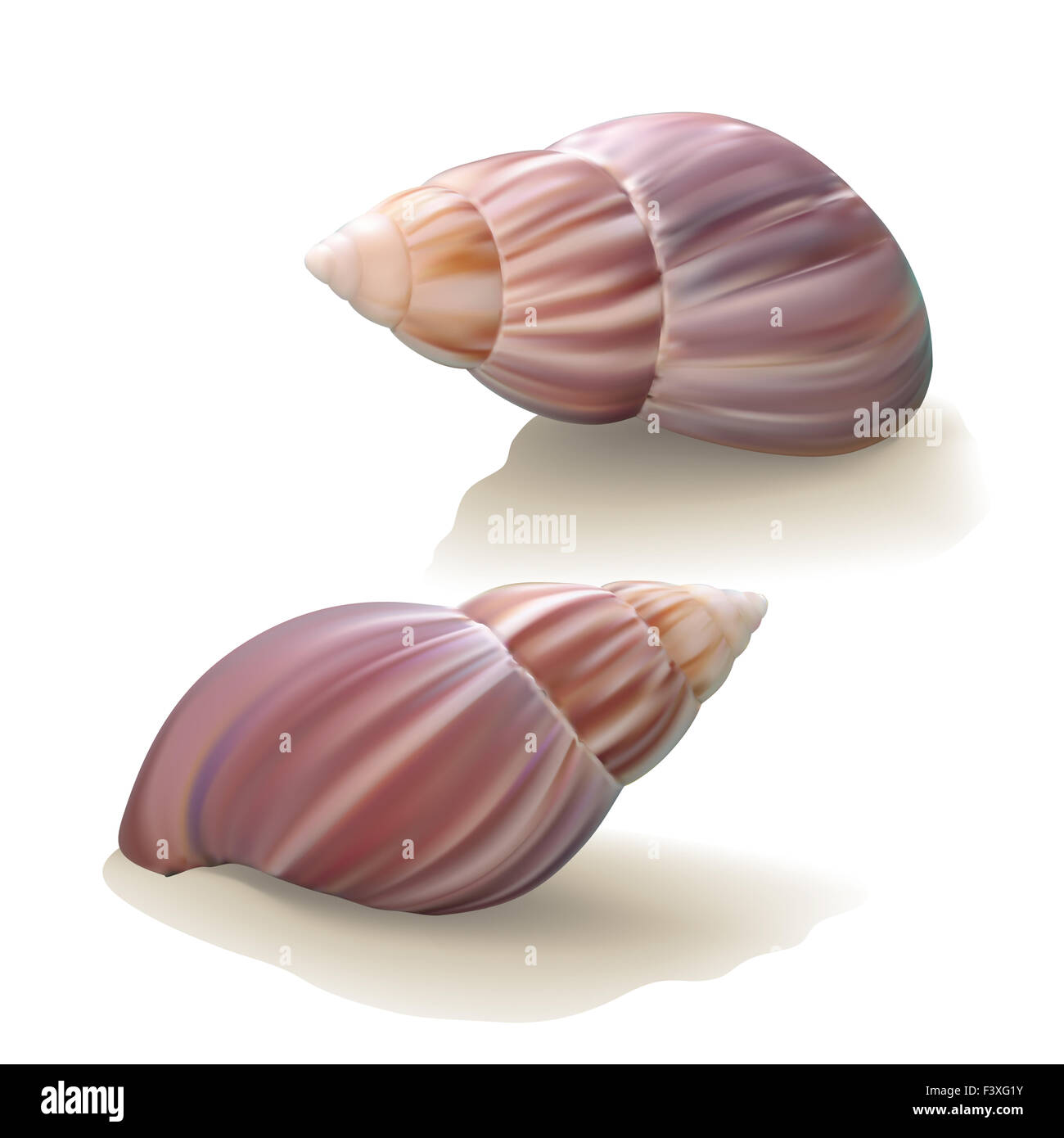 Seashells decor Cut Out Stock Images & Pictures - Alamy