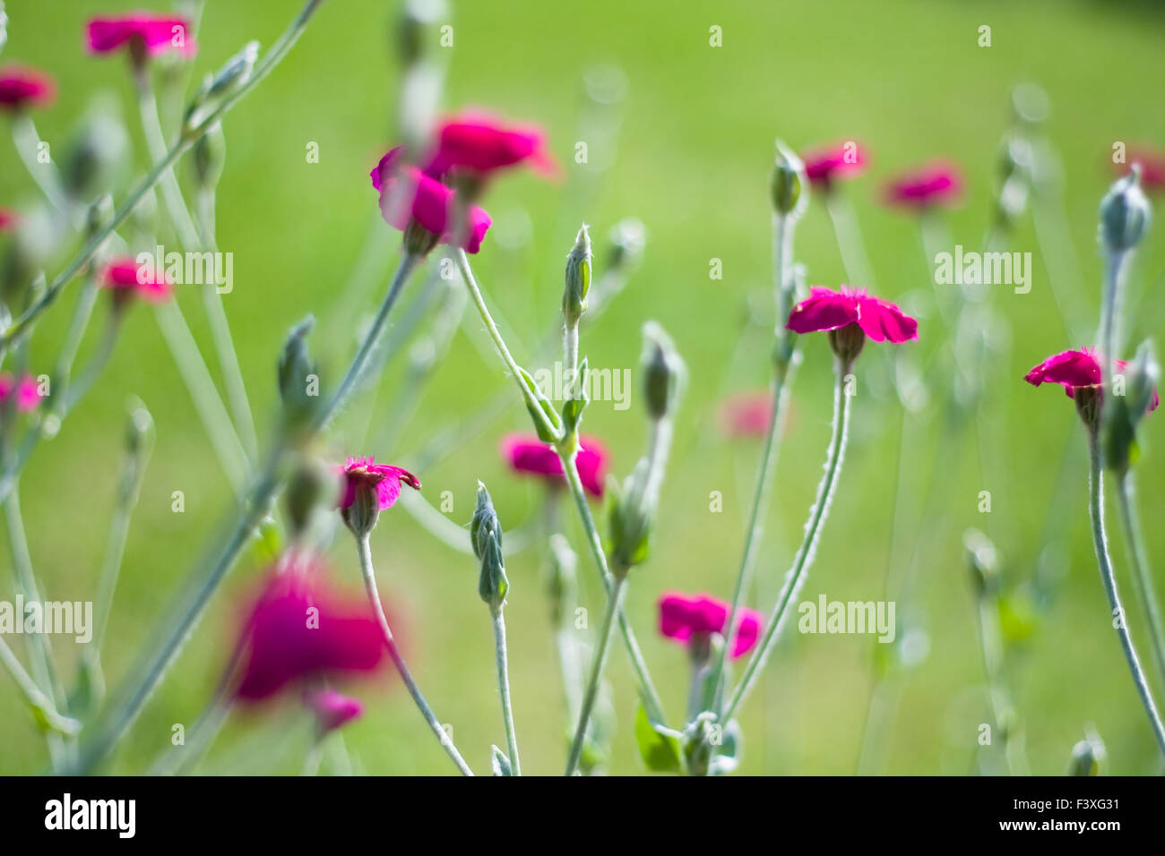 Scarlet lychnis hi-res stock photography and images - Alamy