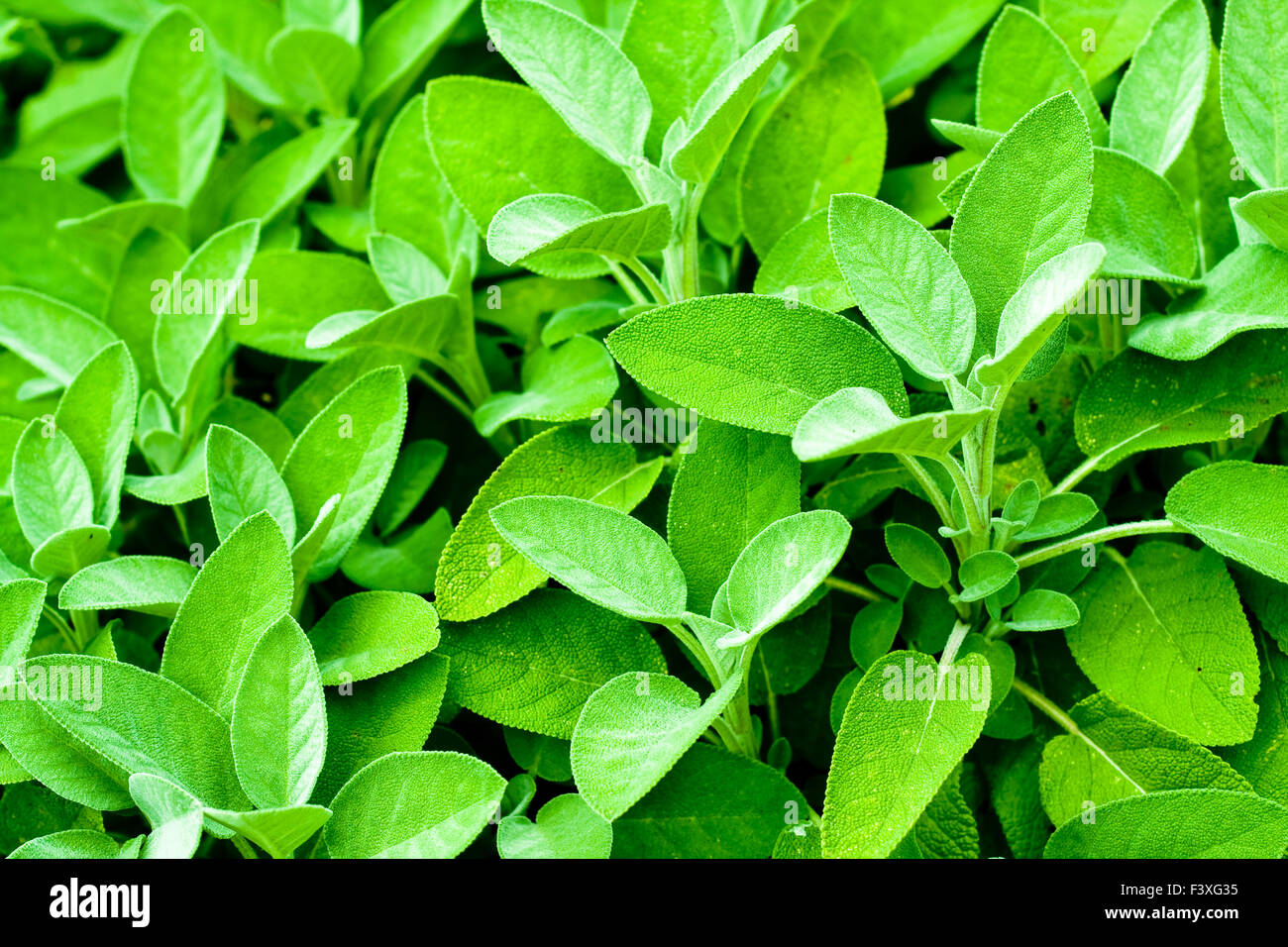 sage, Salvia farinacea Stock Photo - Alamy