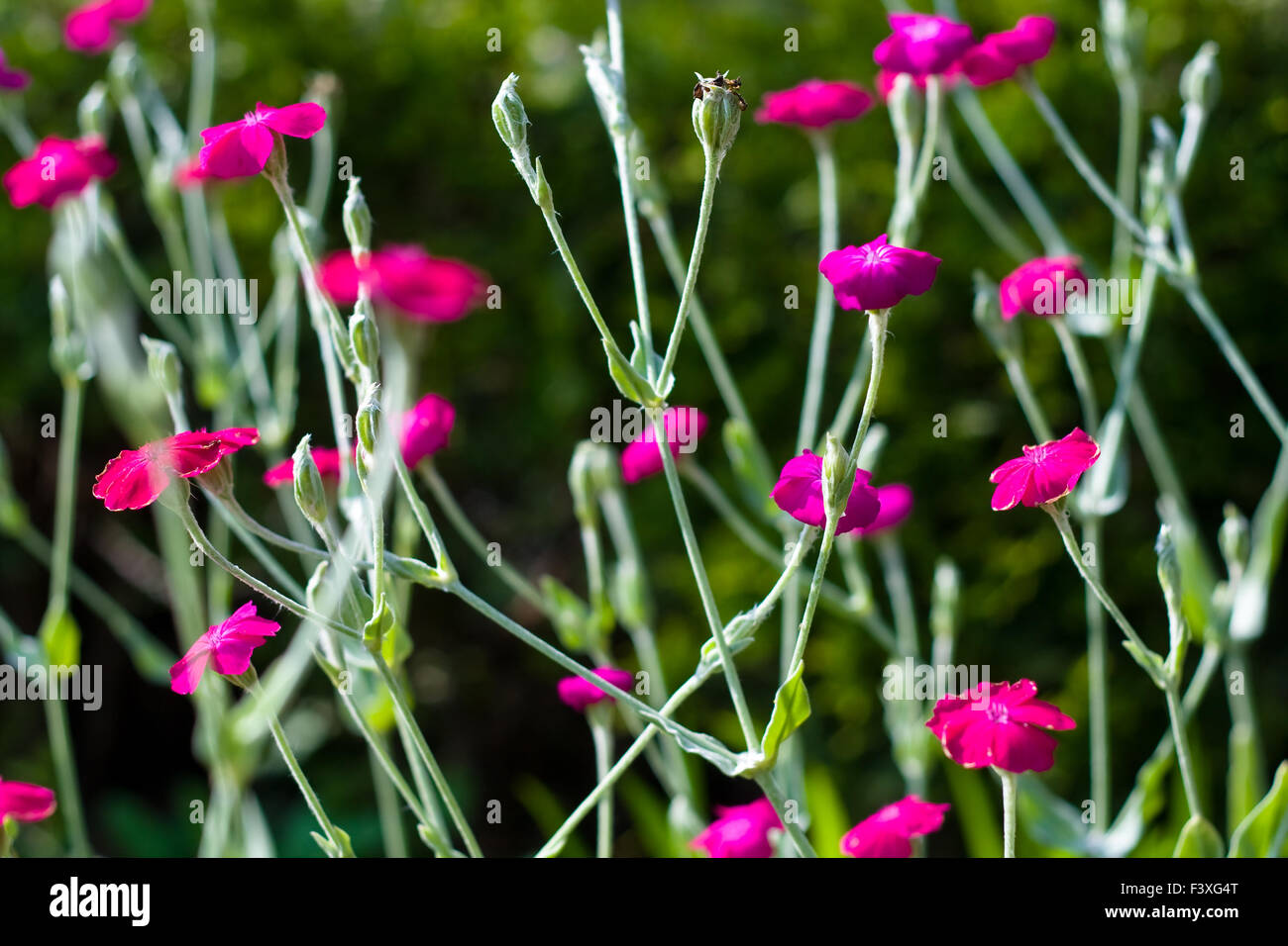 Lychnis coronaria hi-res stock photography and images - Alamy