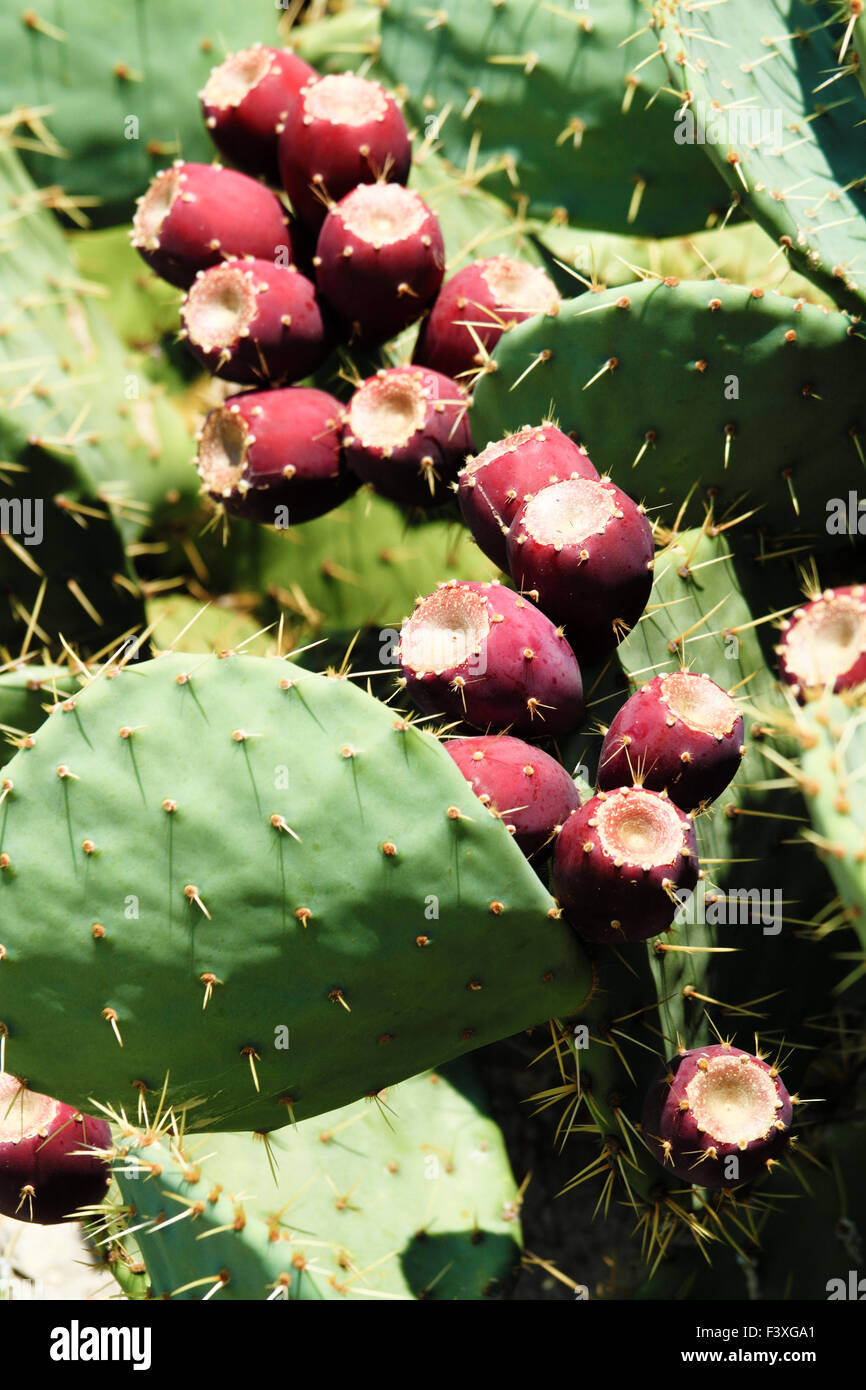 prickly pear (opuntia) cactus with fruit Stock Photo - Alamy