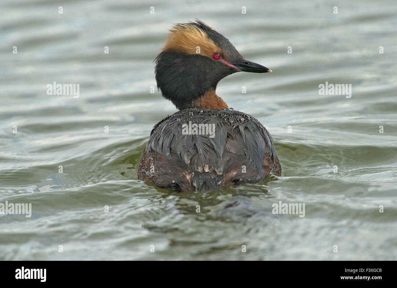 Podiceps auritu hi-res stock photography and images - Alamy