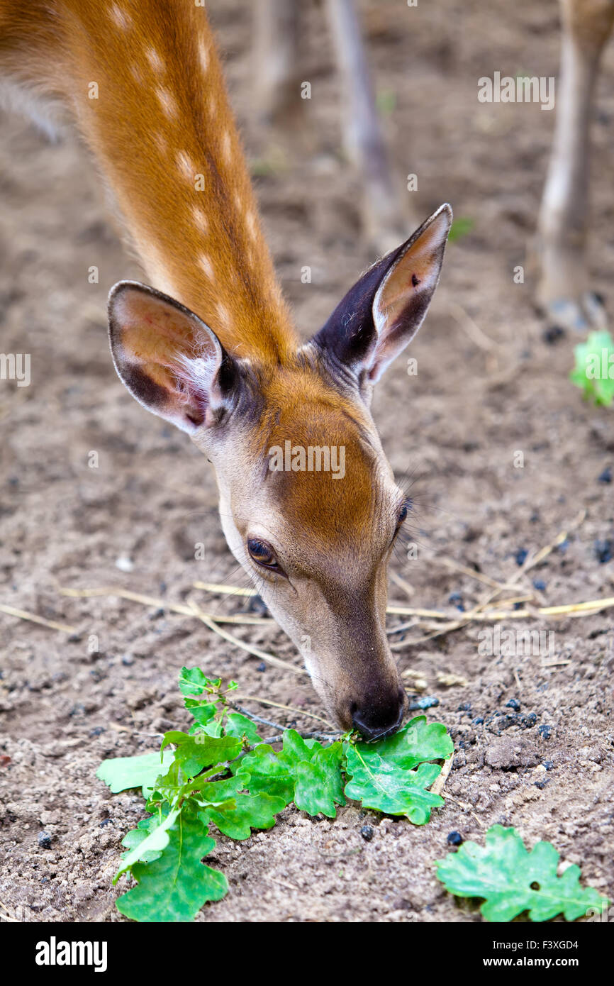 Small deer hi-res stock photography and images - Alamy