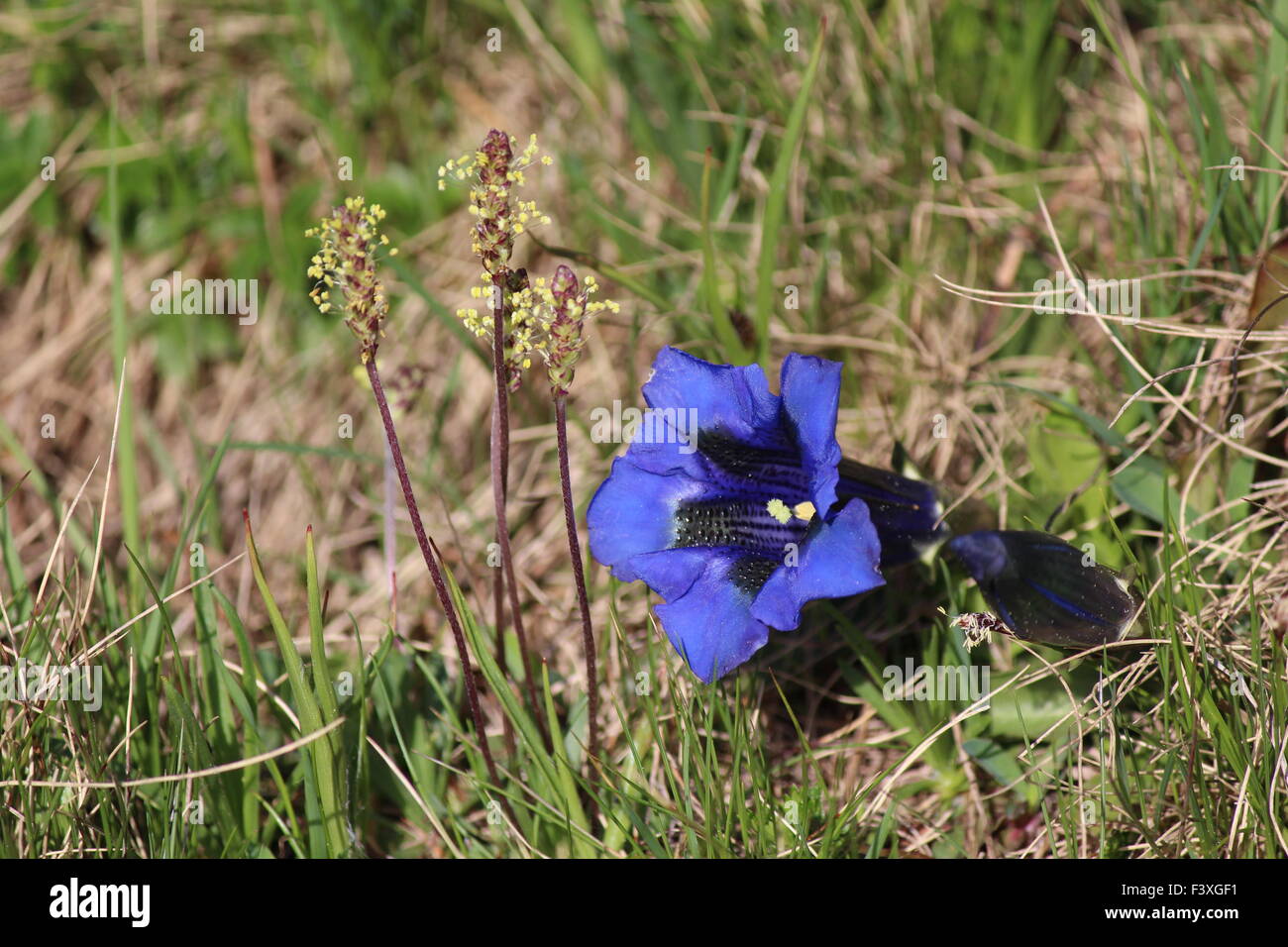Blue Gentian growing in the Alps Stock Photo - Alamy