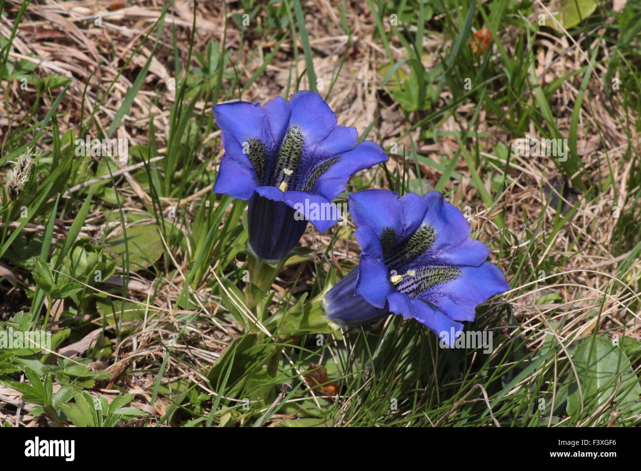 Spring gentians hi-res stock photography and images - Alamy