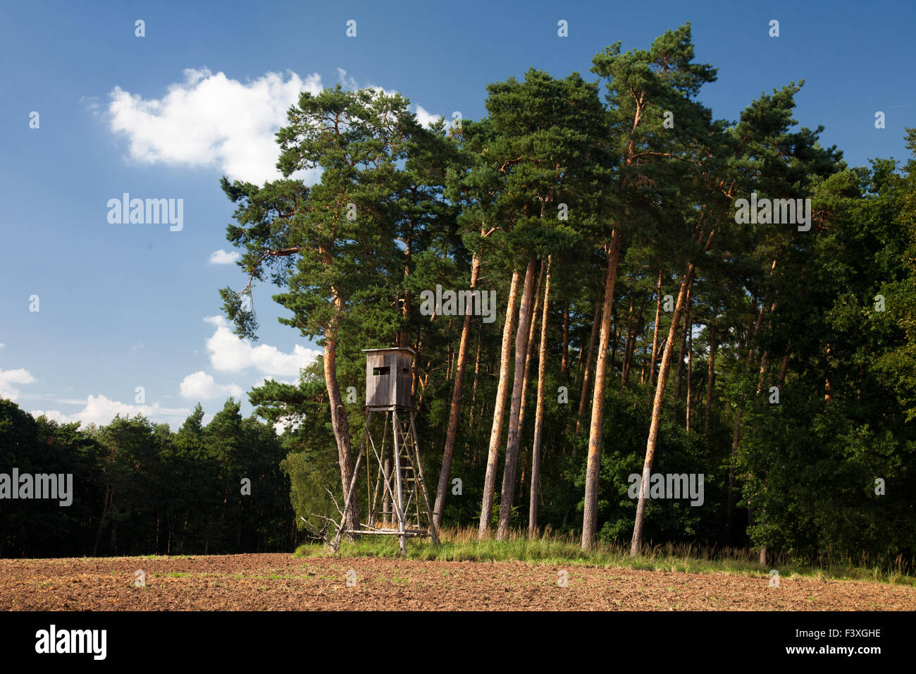 Conifer stand hi-res stock photography and images - Alamy