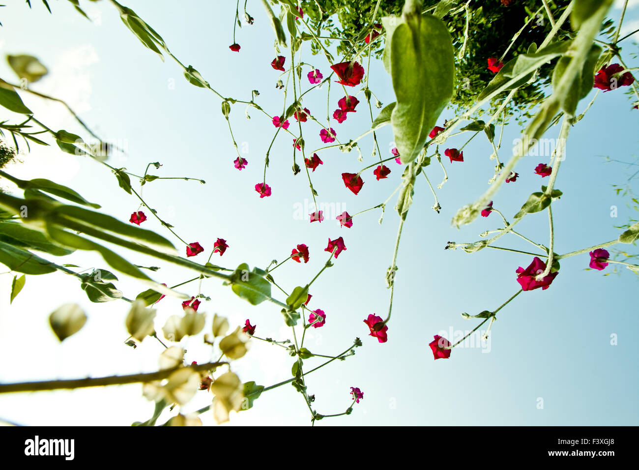 Scarlet lychnis hi-res stock photography and images - Alamy