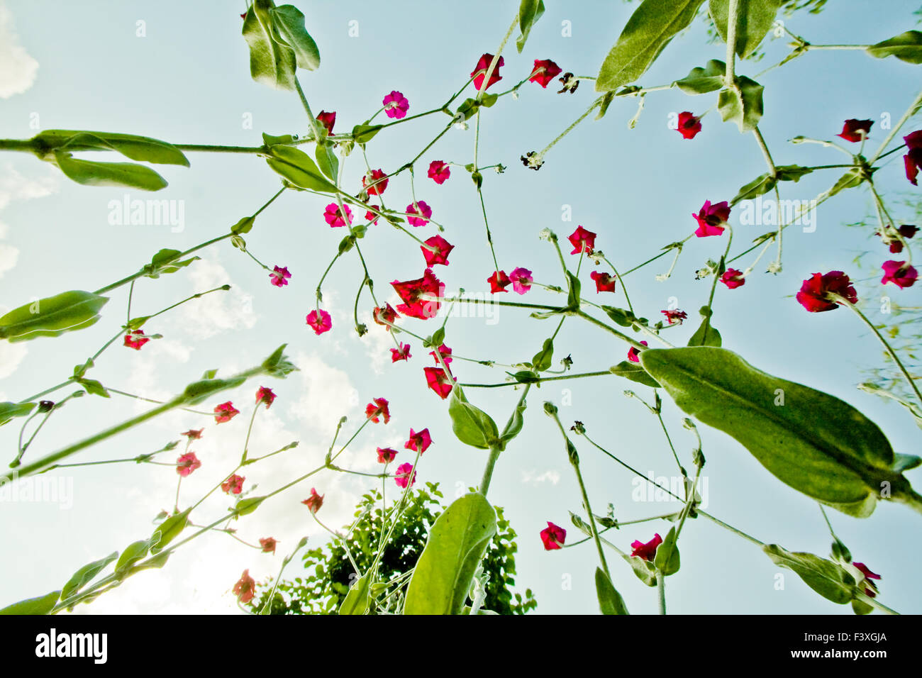 Kronen lichtnelke lychnis coronaria hi-res stock photography and images ...