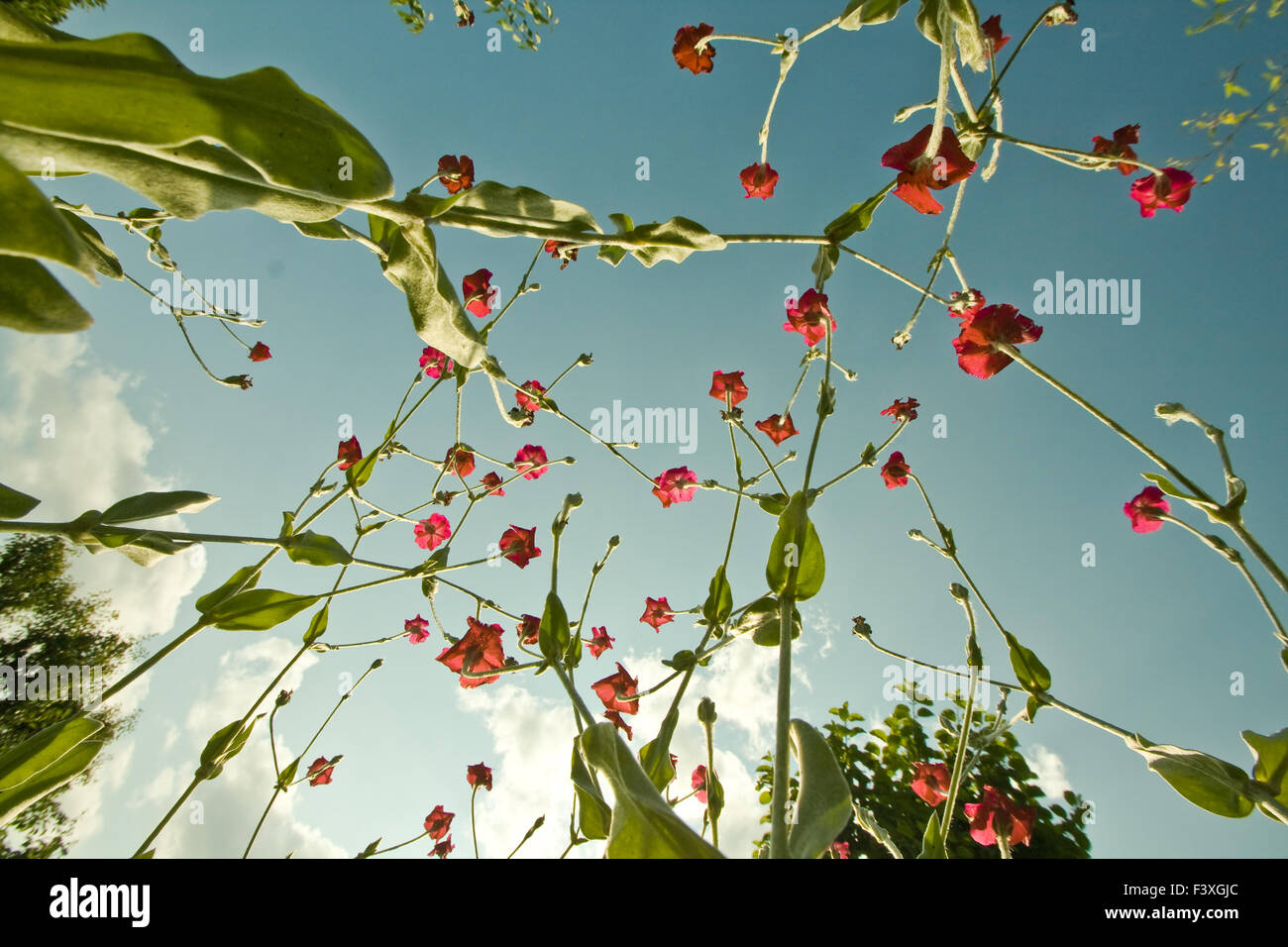 Kronen lichtnelke lychnis coronaria hi-res stock photography and images ...