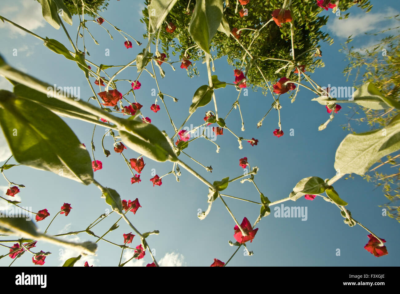 Scarlet lychnis hi-res stock photography and images - Alamy
