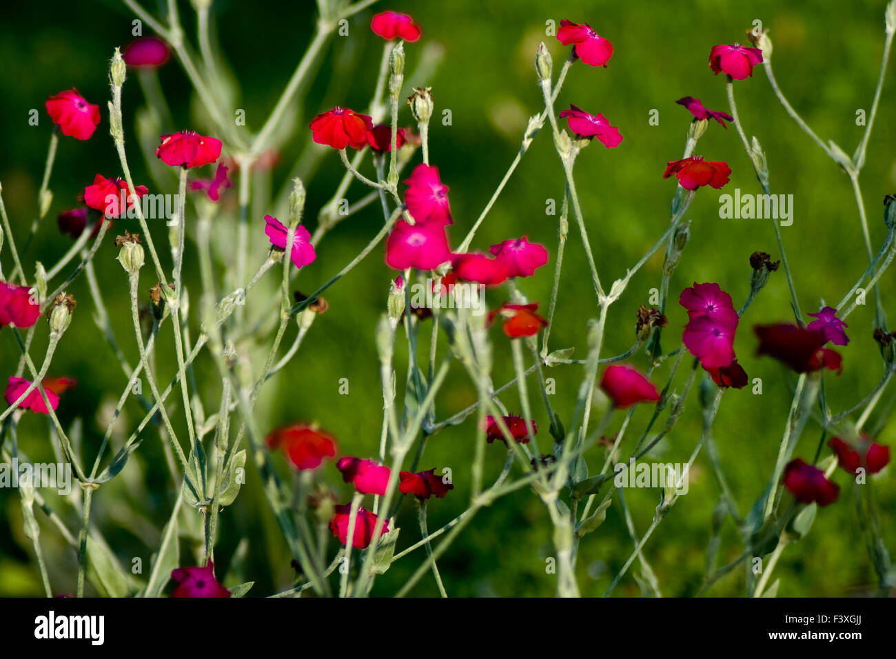 Scarlet lychnis hi-res stock photography and images - Alamy