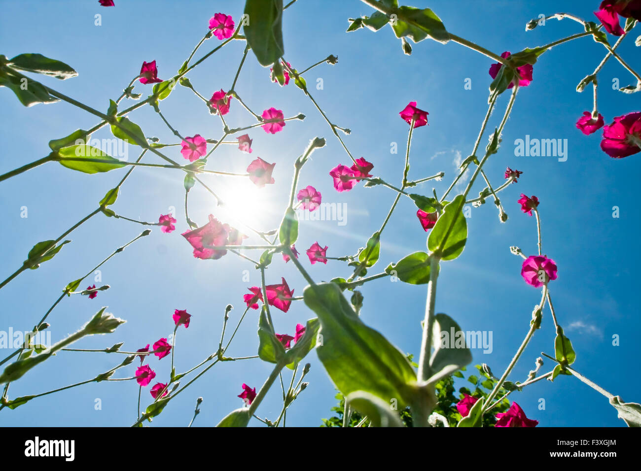 Kronen lichtnelke lychnis coronaria hi-res stock photography and images ...