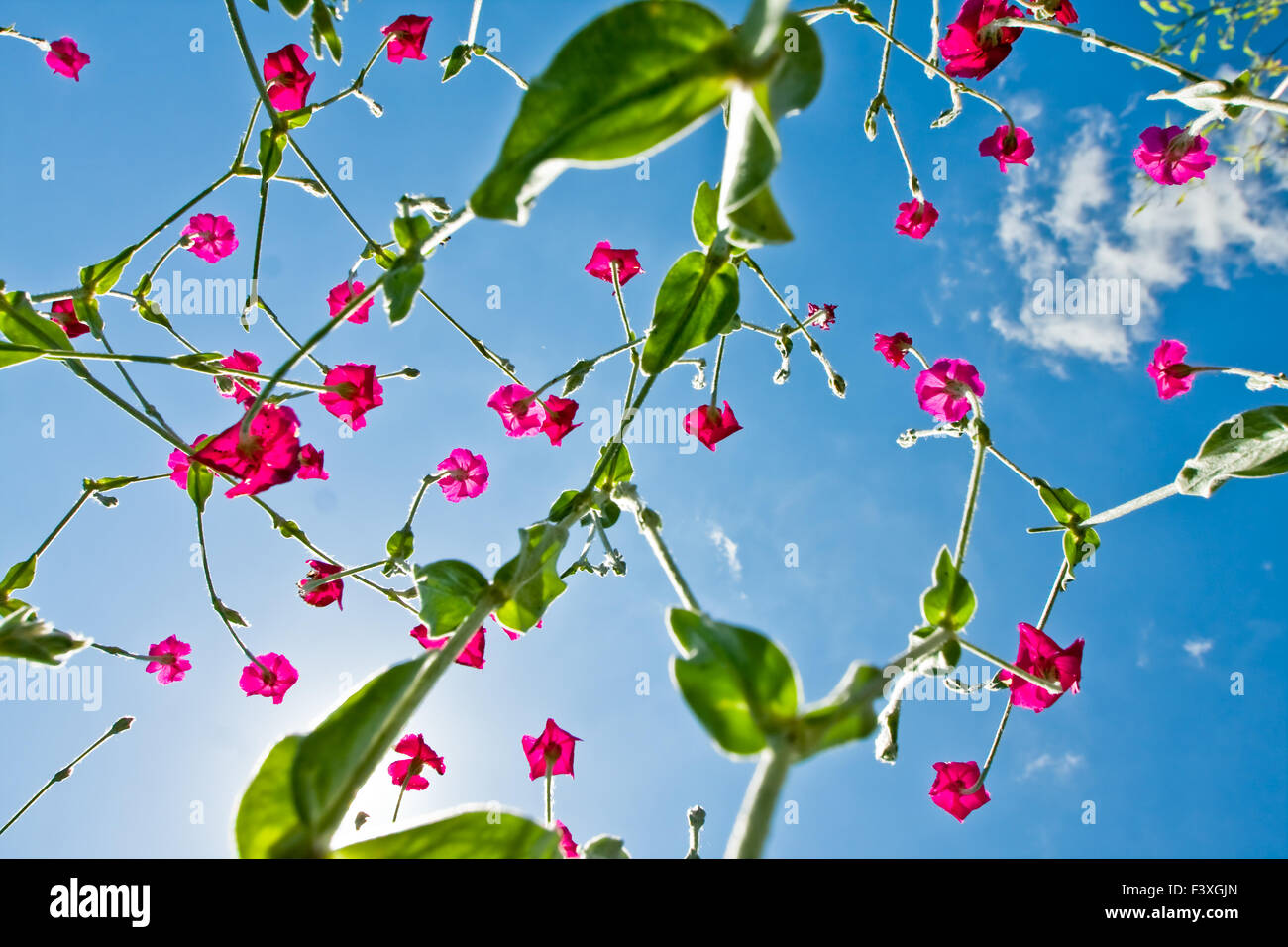 Kronen lichtnelke lychnis coronaria hi-res stock photography and images ...