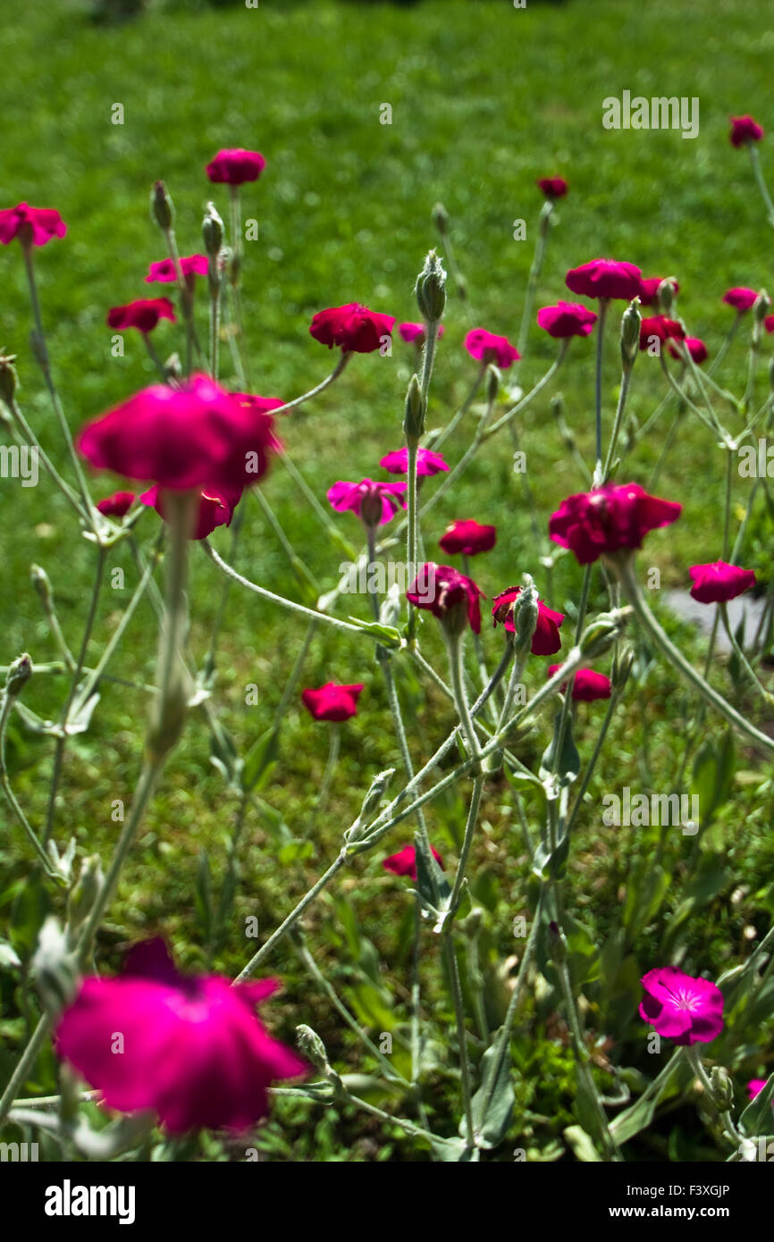 Kronen lichtnelke lychnis coronaria hi-res stock photography and images ...
