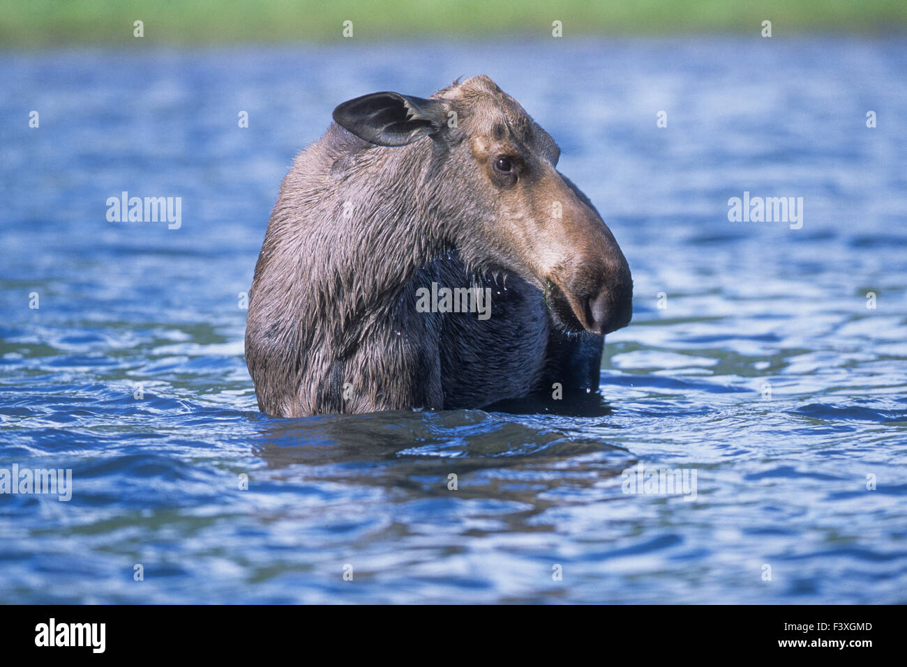 Moose (Alces alces) standing in a lake, Muskwa-Kechika, British ...