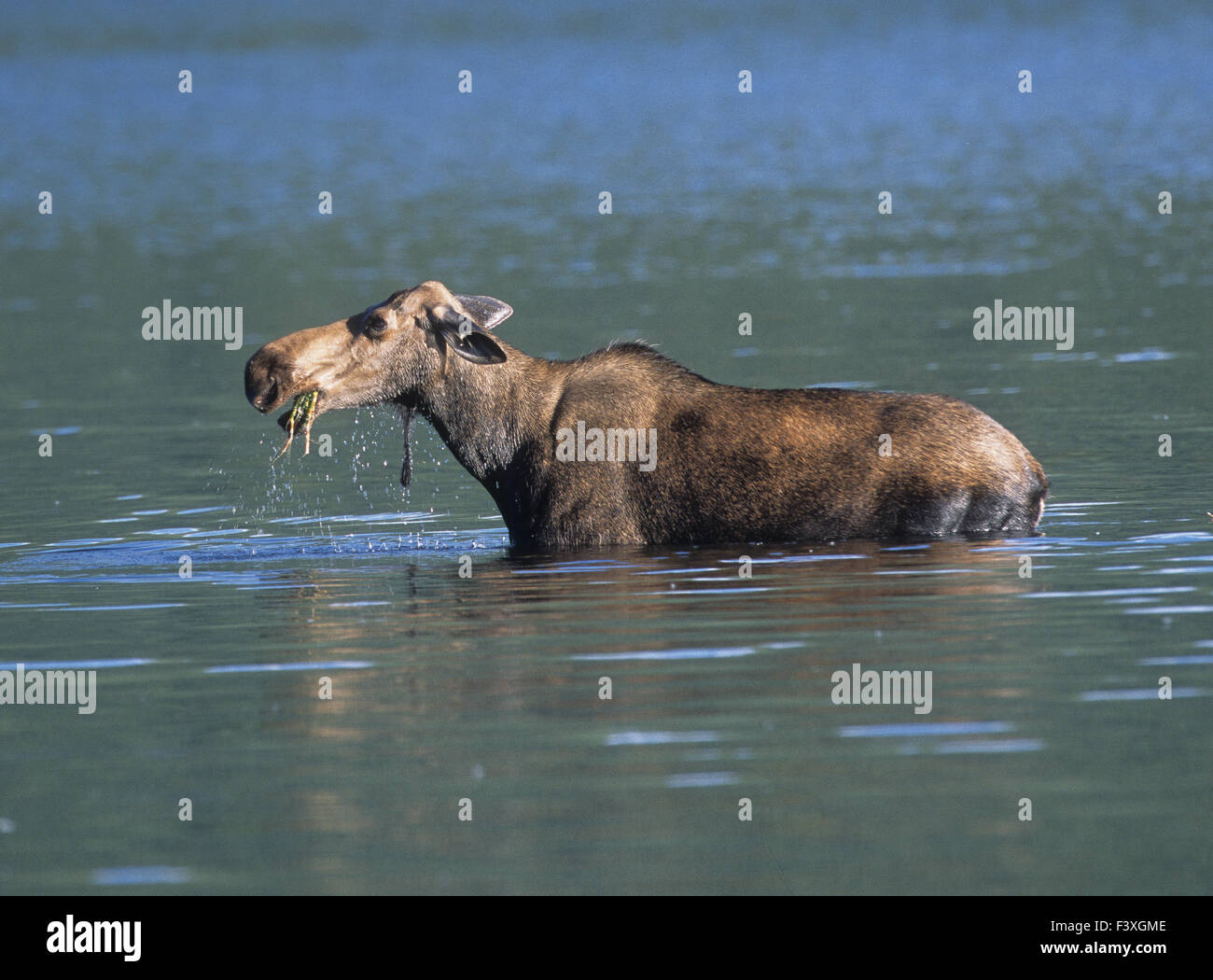 Moose (Alces alces) standing in a lake, Muskwa-Kechika, British ...