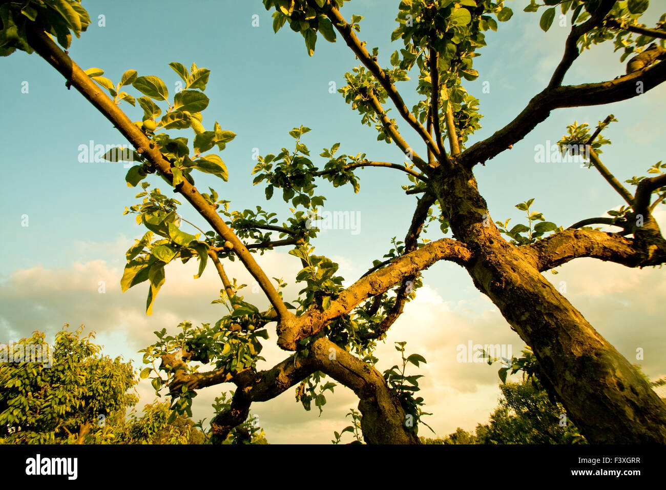 tree, apple tree Stock Photo - Alamy
