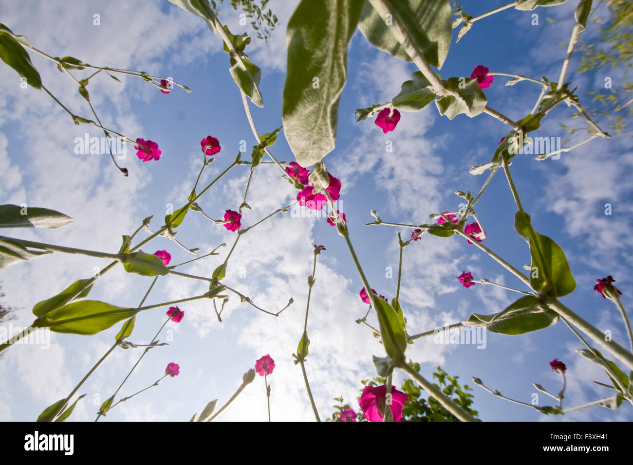 Scarlet lychnis hi-res stock photography and images - Alamy