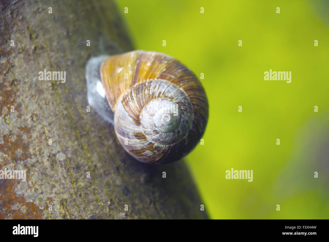 Roman snail II Stock Photo - Alamy