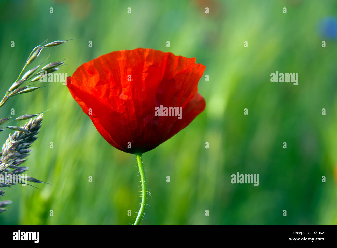 Red Poppy II Stock Photo - Alamy
