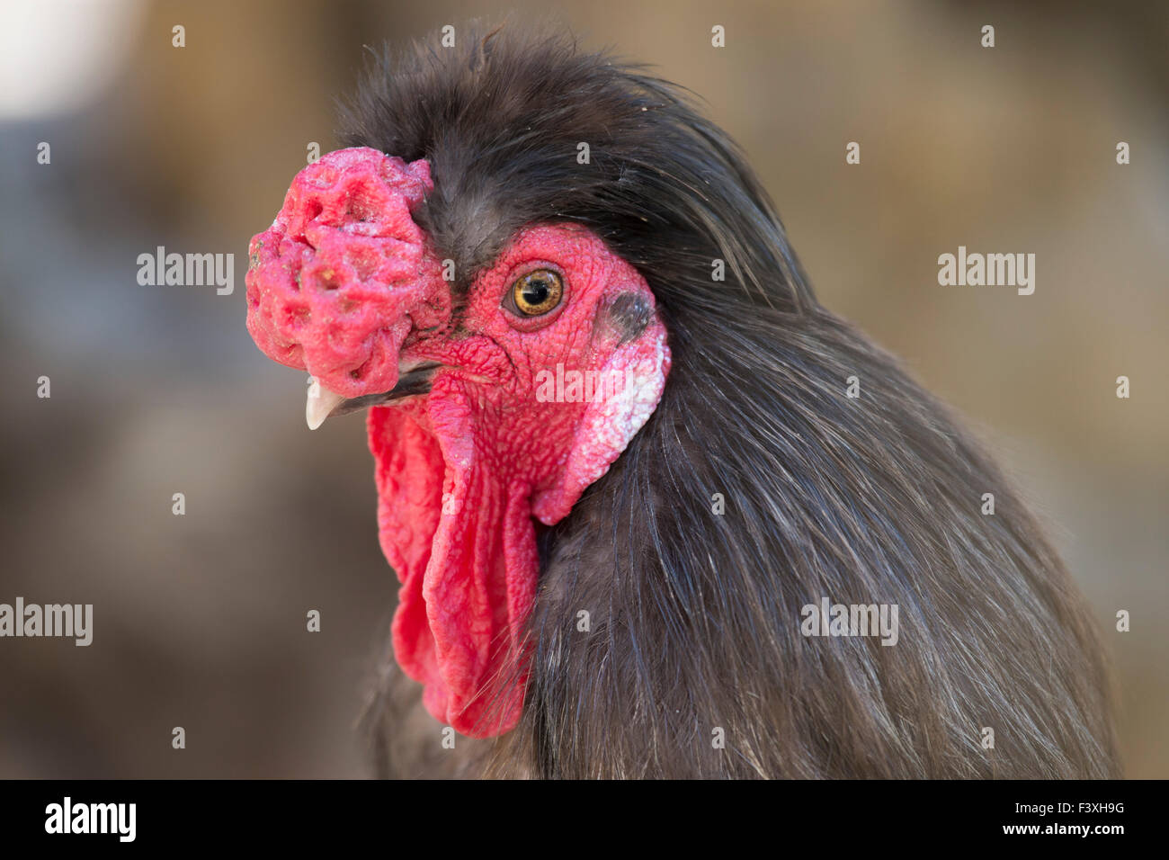 Portrait of a domesticated rooster Stock Photo - Alamy