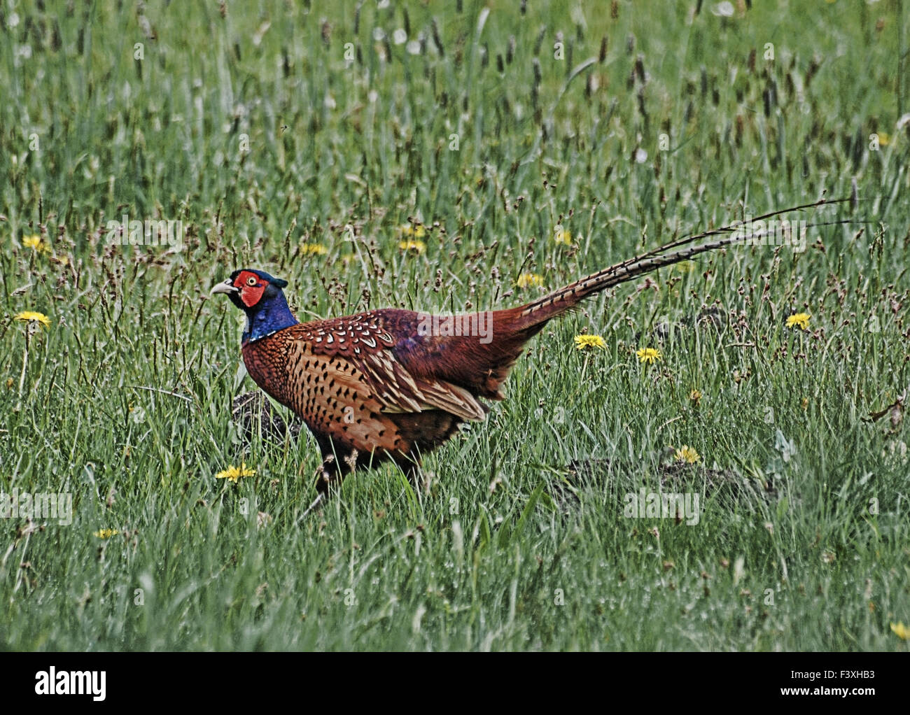 Brown rooster hi-res stock photography and images - Alamy