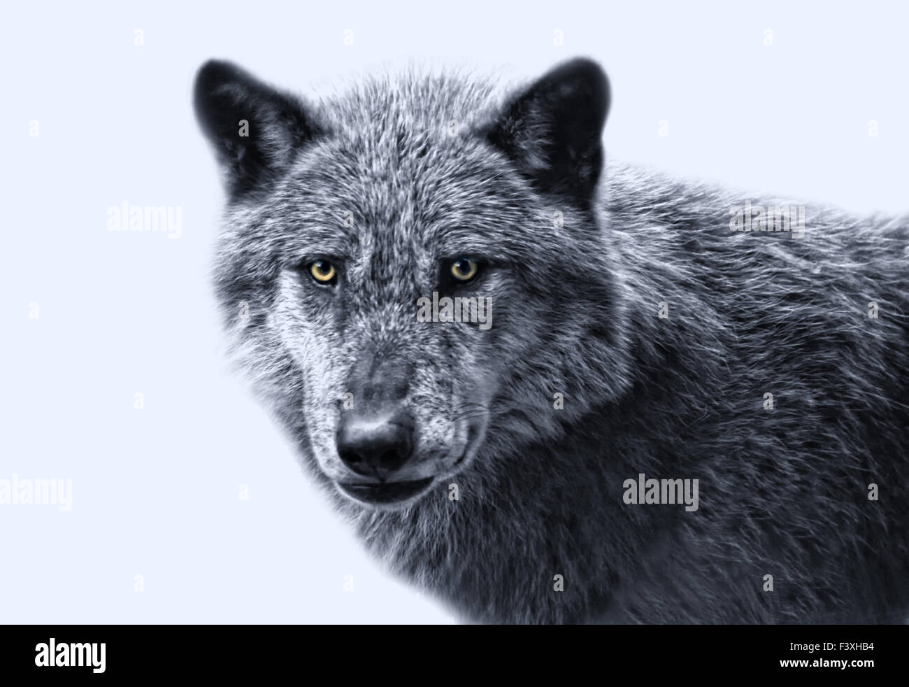 The wolfman hi-res stock photography and images - Alamy