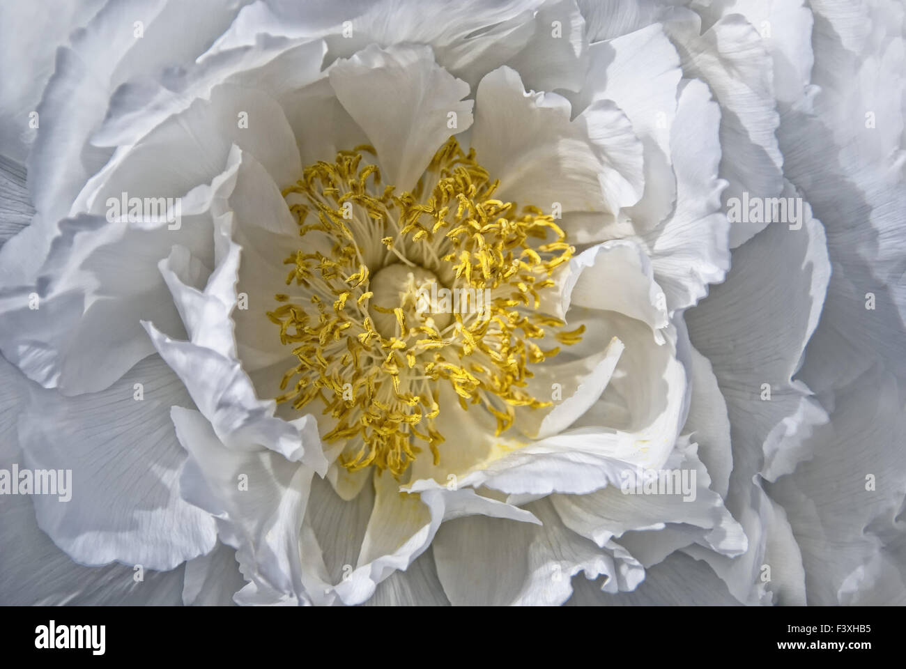 Paeony structure hi-res stock photography and images - Alamy