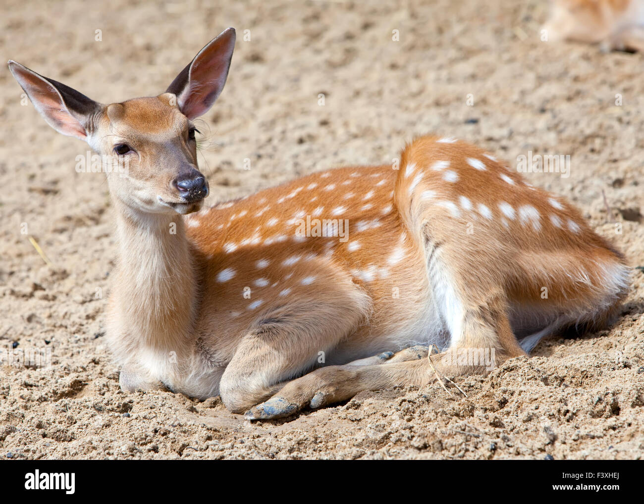 Reindeer ears hi-res stock photography and images - Alamy