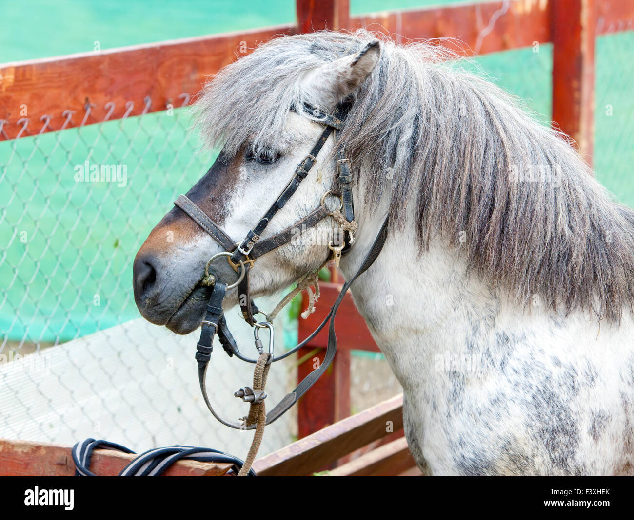 Gray mane hi-res stock photography and images - Alamy