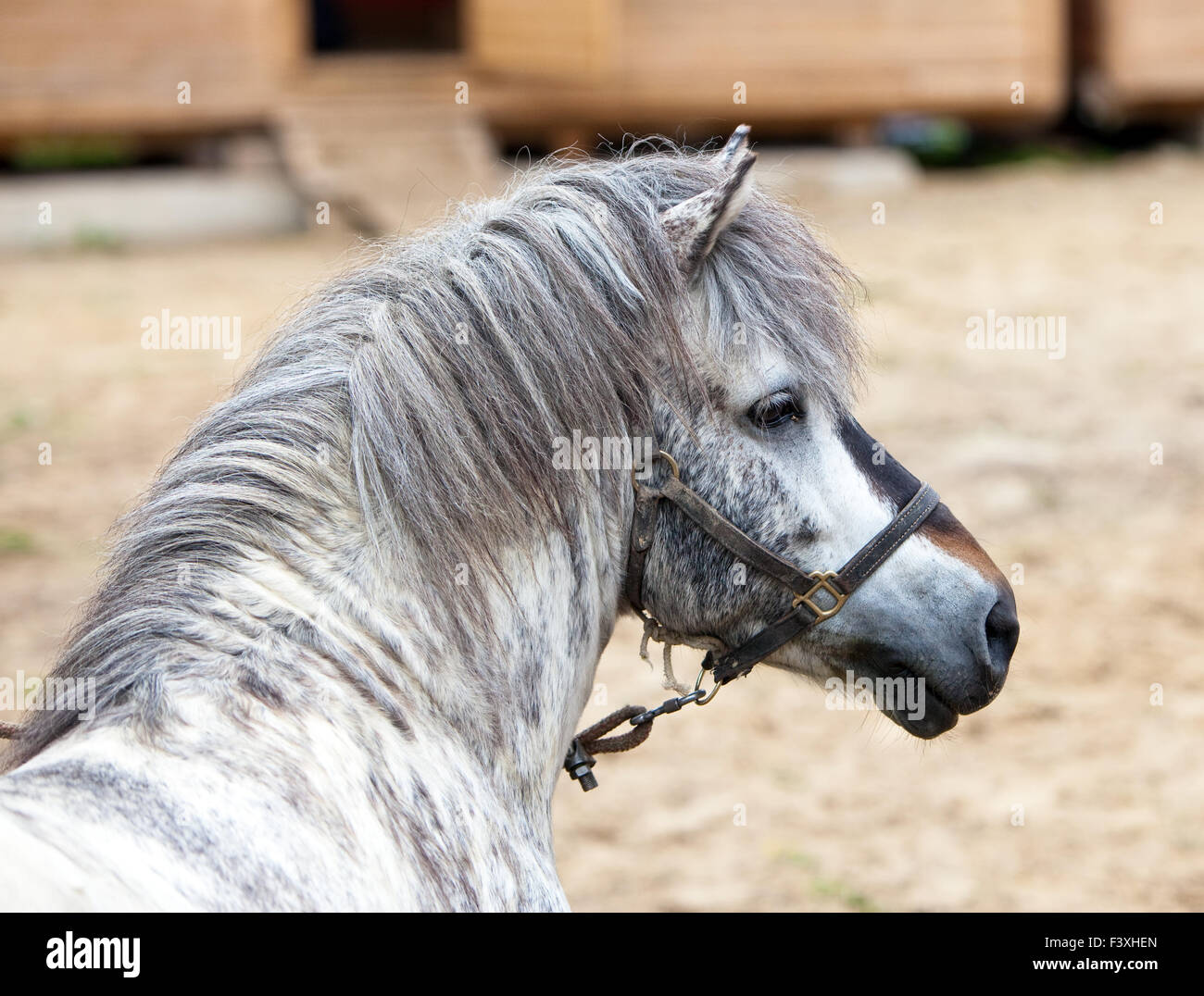 Gray mane hi-res stock photography and images - Alamy