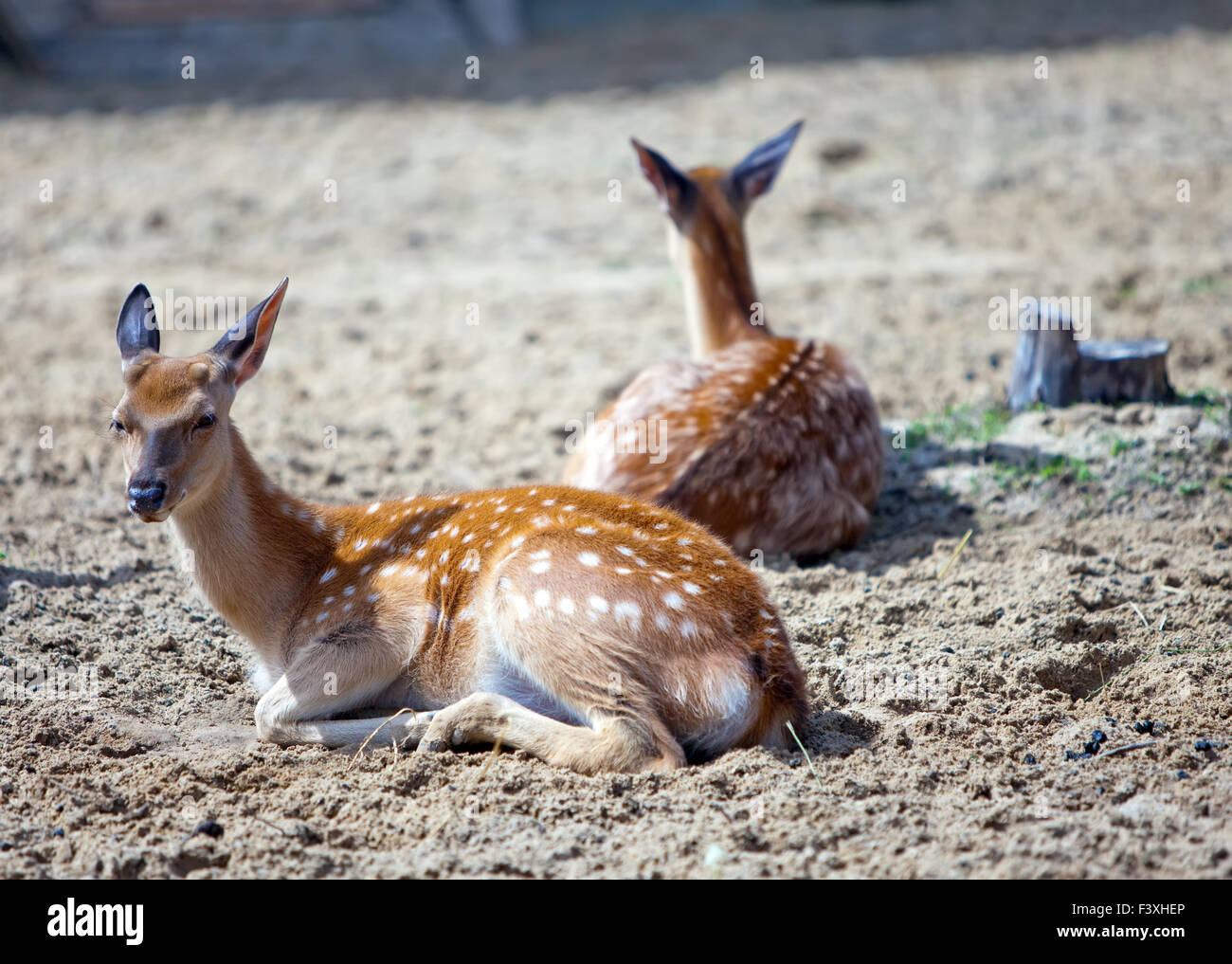 Reindeer ears hi-res stock photography and images - Alamy