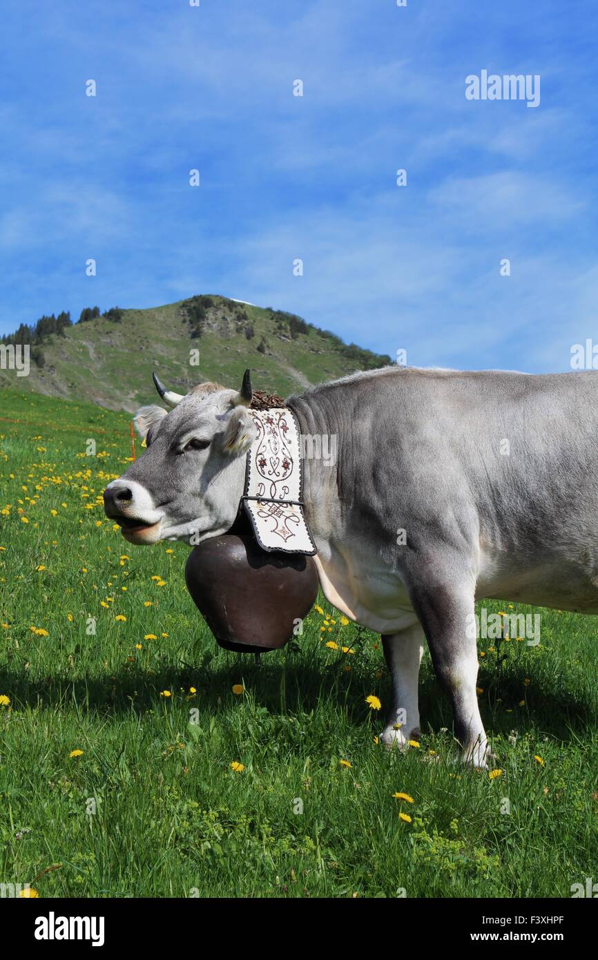 Grey cow with beautiful bell Stock Photo - Alamy