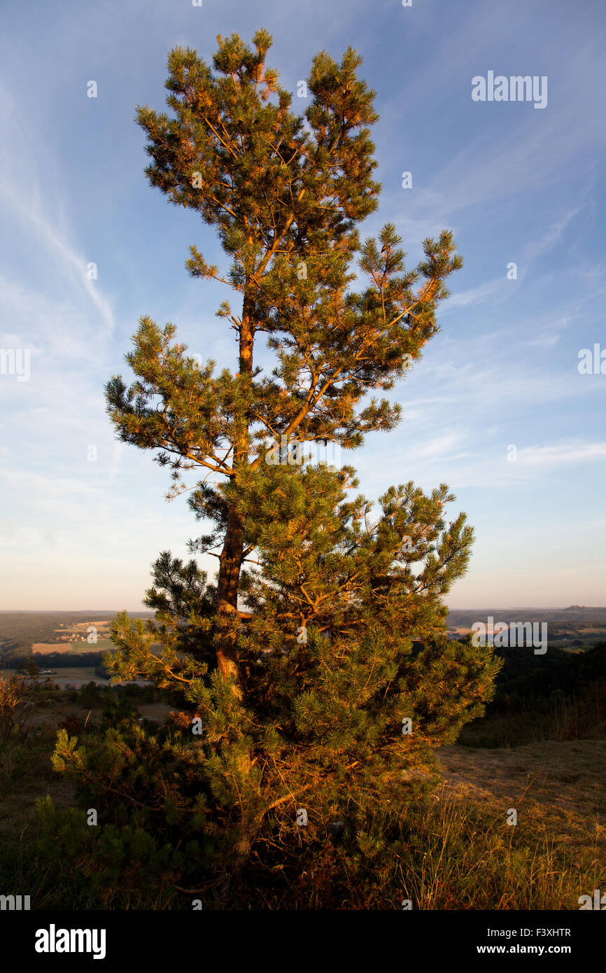 Light pine hi-res stock photography and images - Alamy