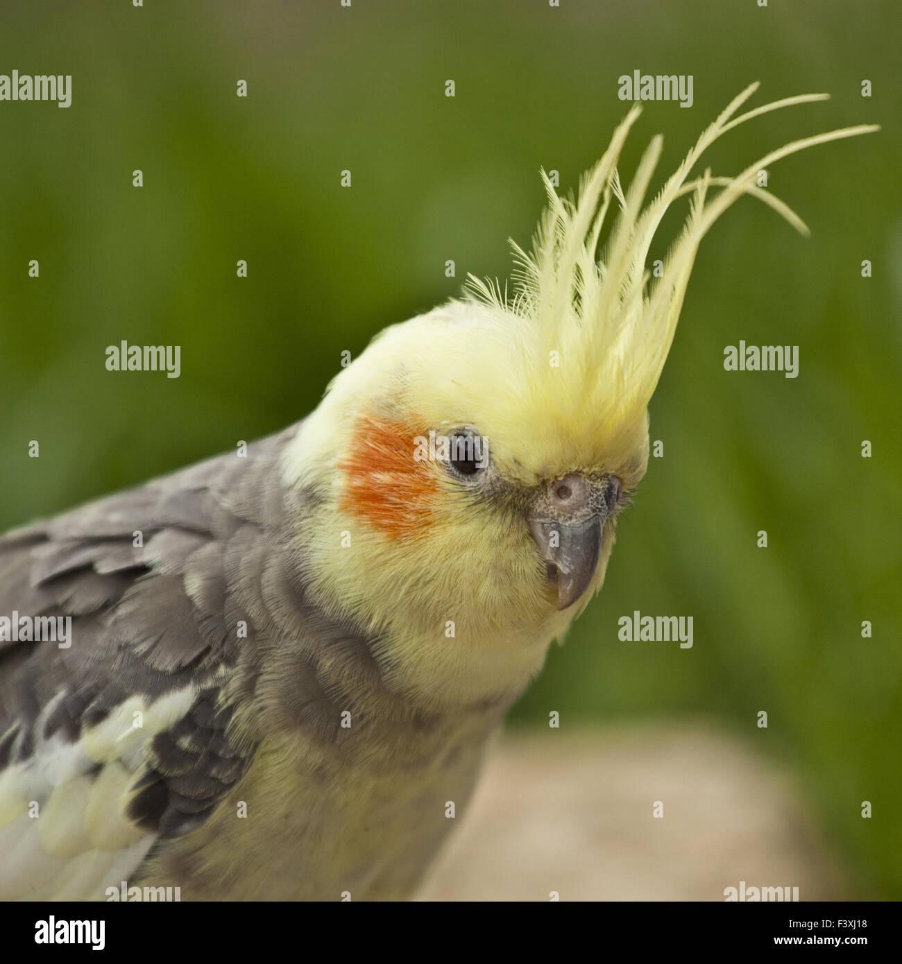 Female cockatiel hi-res stock photography and images - Alamy