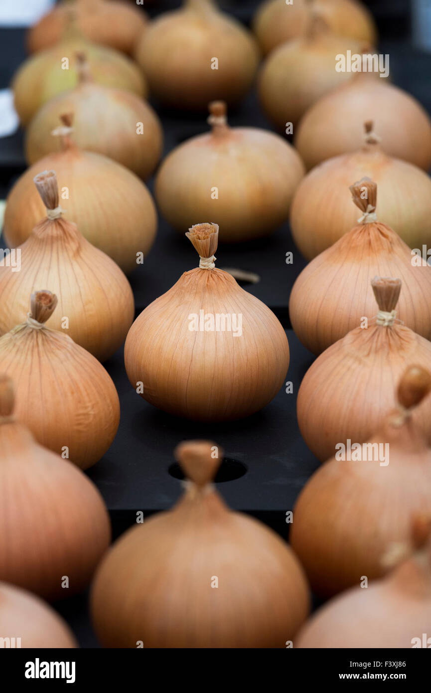 Show onions on display at an Autumn Show. UK Stock Photo - Alamy