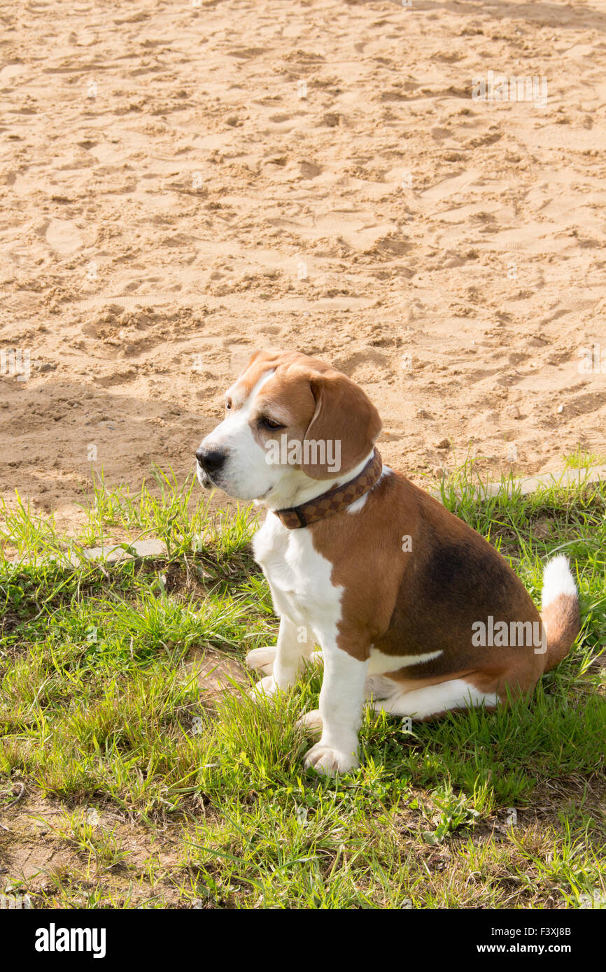 Beagle relaxing after fun games Stock Photo - Alamy
