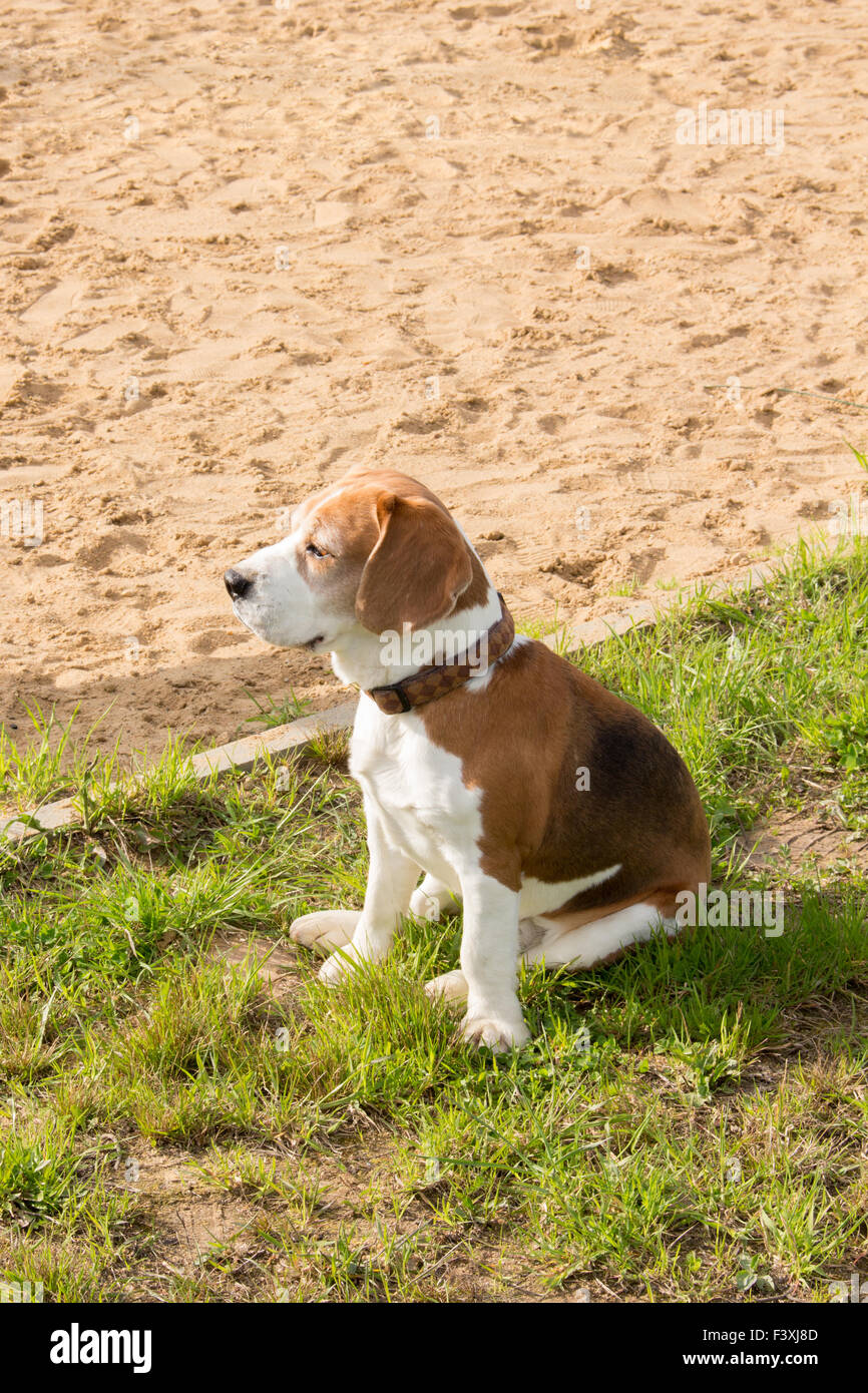 Beagle relaxing after fun games Stock Photo - Alamy