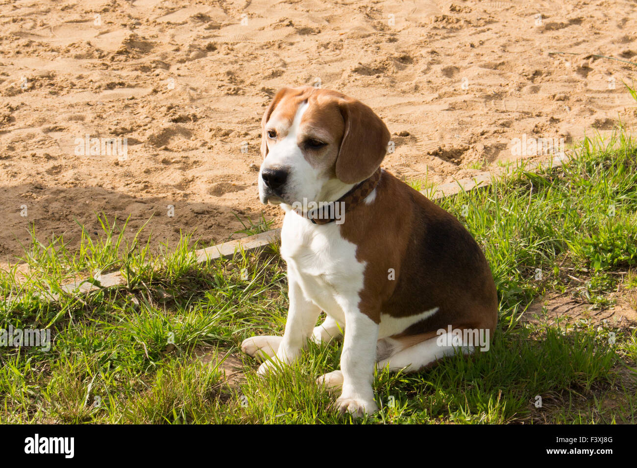 Beagle relaxing after fun games Stock Photo - Alamy