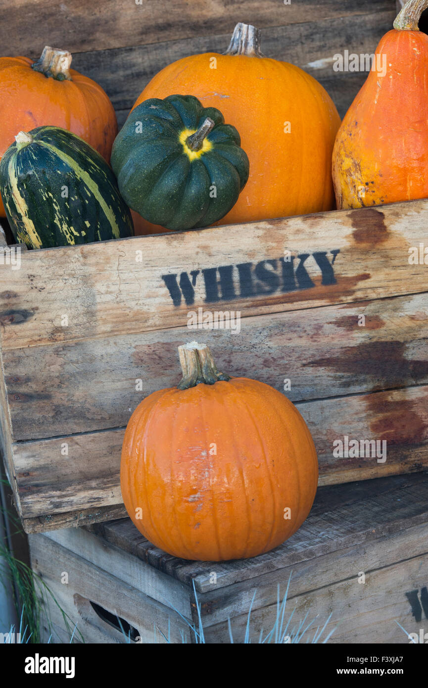 Pumpkin and Gourd display at an Autumn Show. UK Stock Photo - Alamy