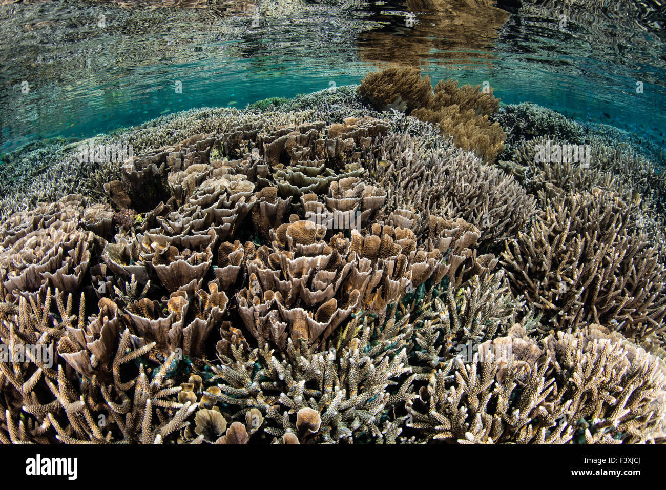A beautiful and fragile coral reef grows in Indonesia. This part of the ...