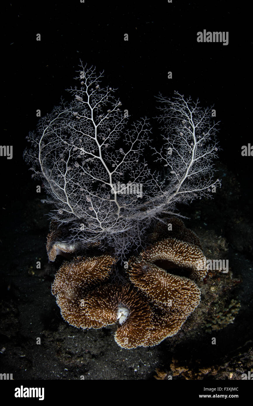 A nocturnal Basketstar (Astroboa sp.) catches plankton at night with ...