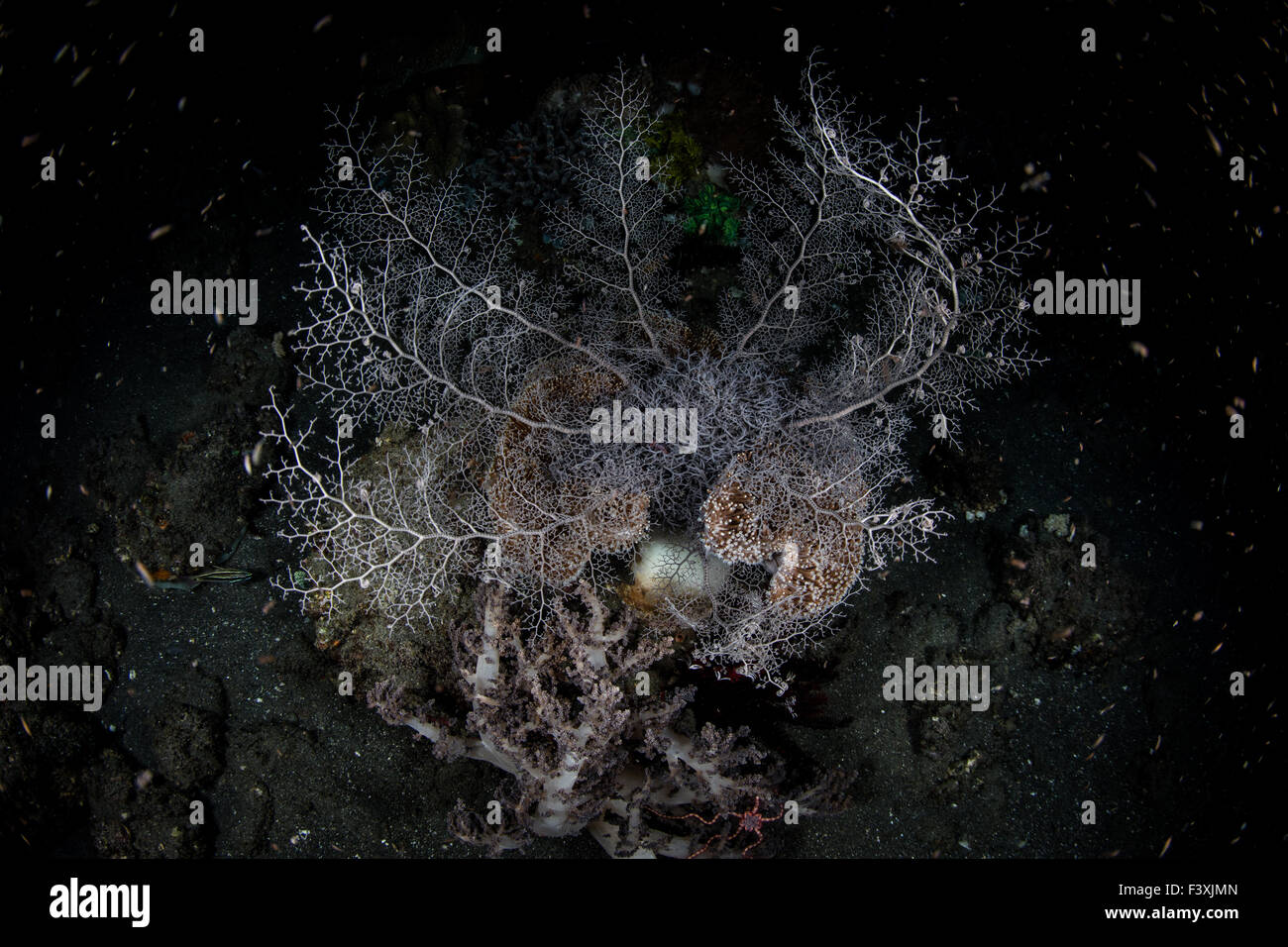 A nocturnal Basket star (Astroboa sp.) grasps at plankton at night on a ...