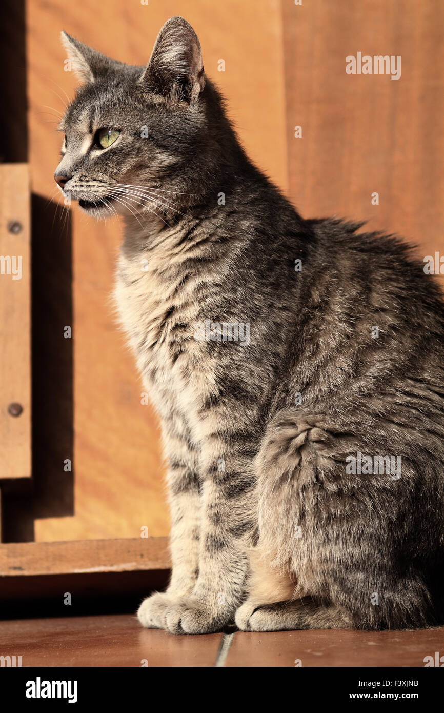 Cat on ground hi-res stock photography and images - Alamy