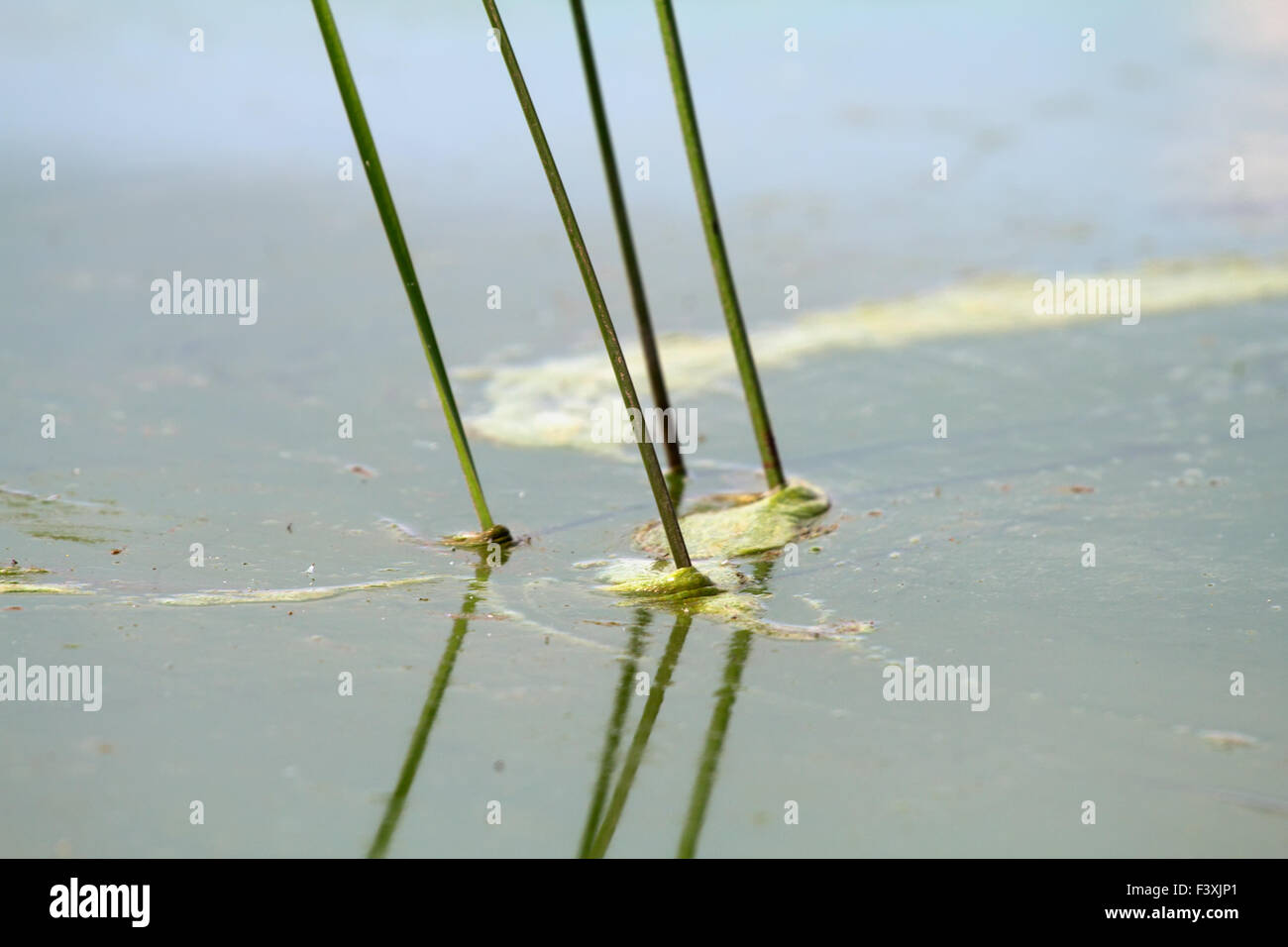 Algae polluted water ( green scum Stock Photo - Alamy