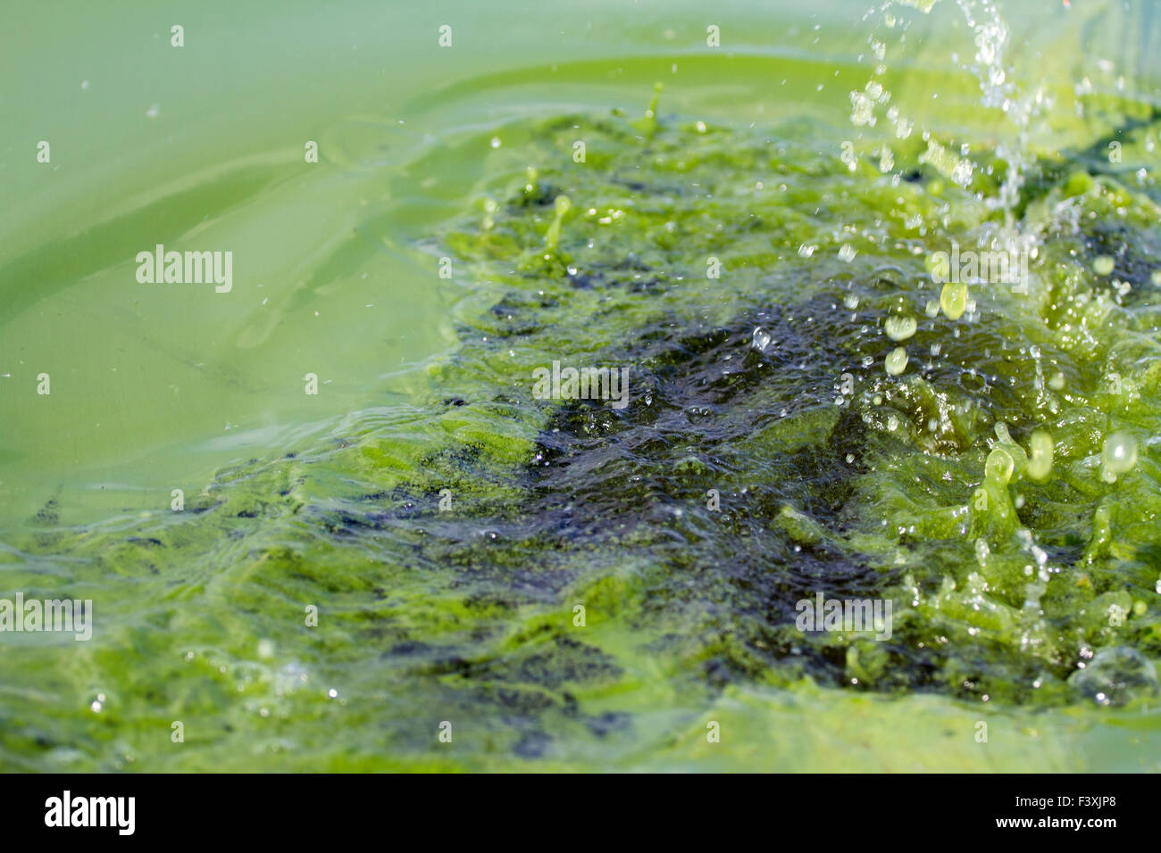 Algae polluted water ( green scum Stock Photo - Alamy